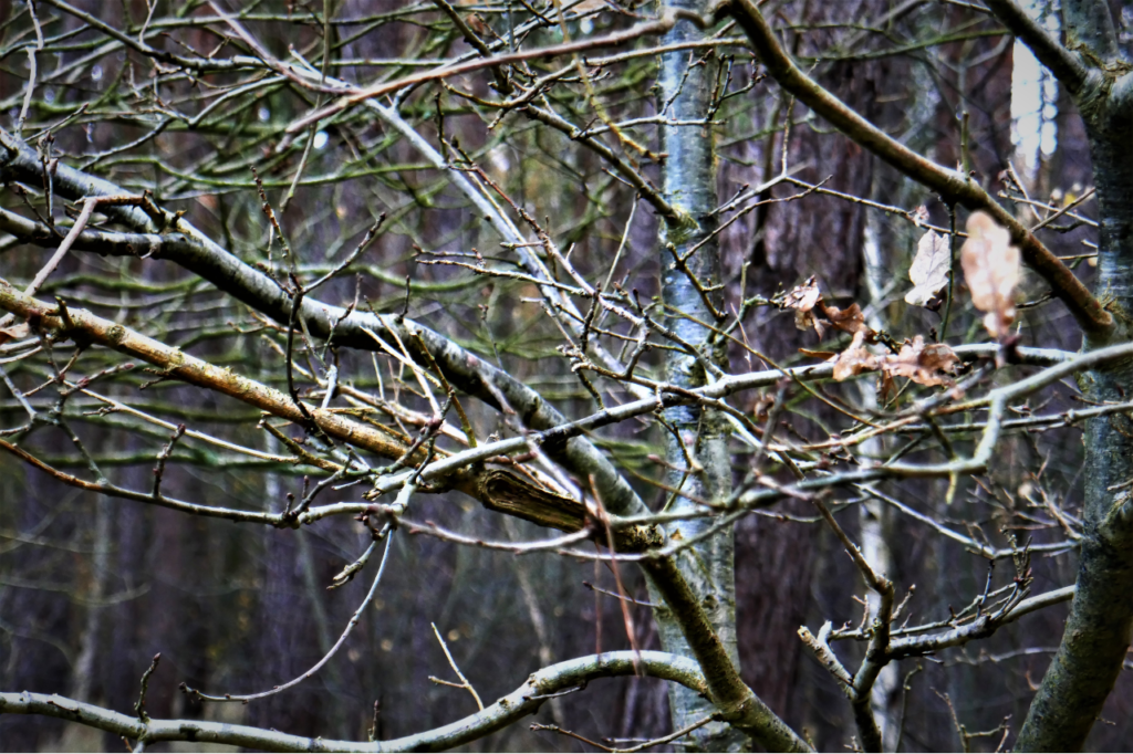 Anstiftung zur Freude #86 – Eva Scheller